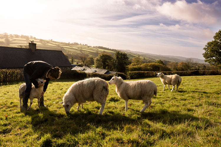 Sheep Cheese | Ewes Milk Cheese | Sheep Milk Cheese – Ffynnon Wen Farm